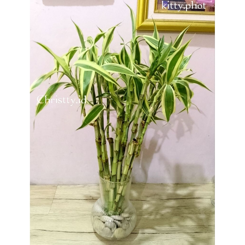 Jual Bambu Hoki Varigata Batangan Kualitas Super Tinggi 40 cm | Shopee ...