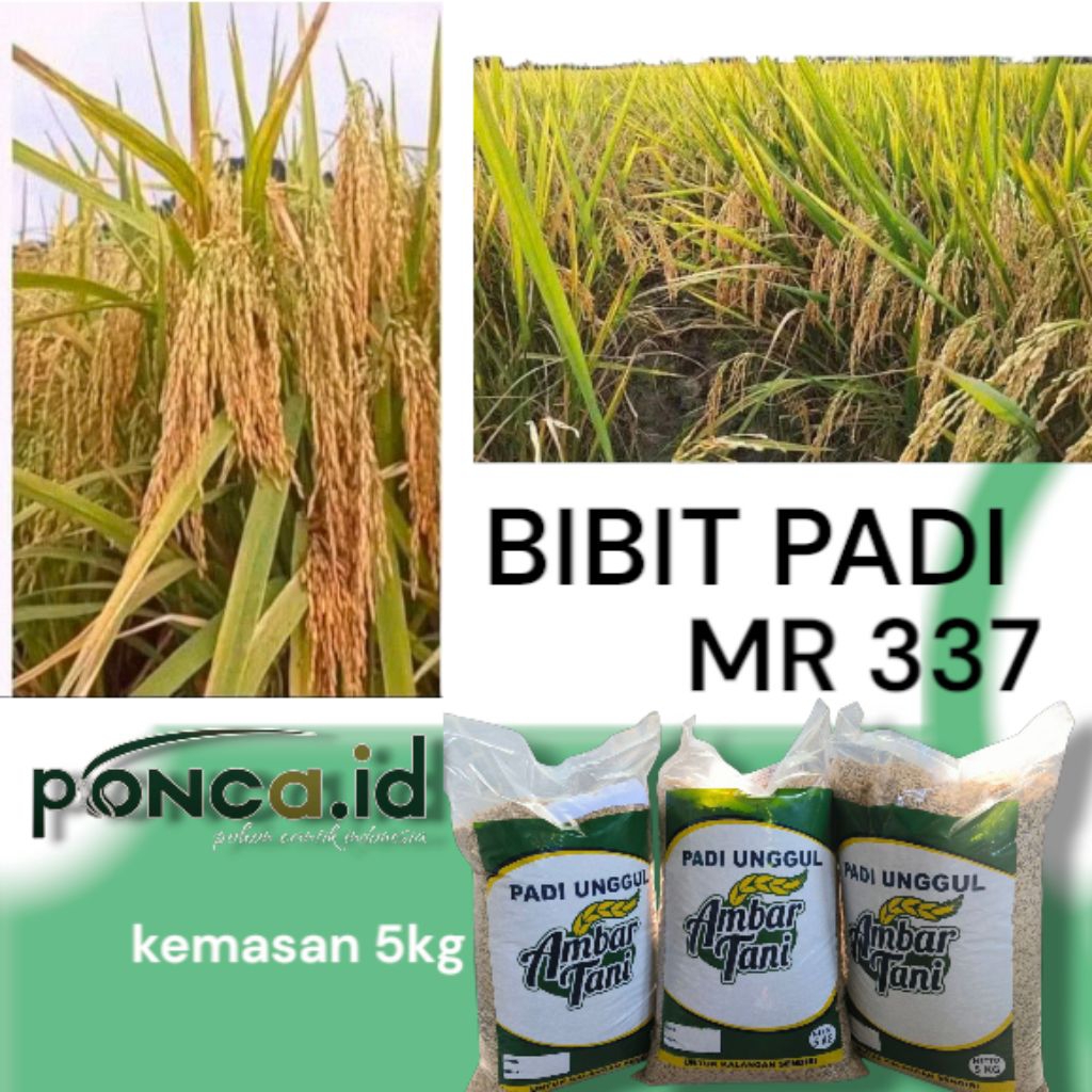 Jual Benih Padi MR 337 kemasan 5kg | Shopee Indonesia