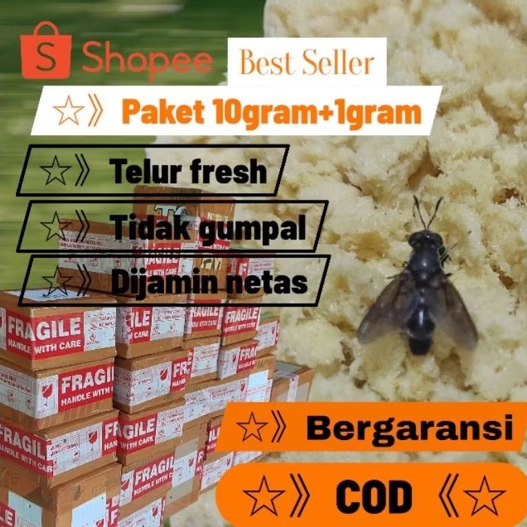 Jual Telur Maggot Bsf Terlengkap & Harga Terbaru Juni 2026 | Shopee ...