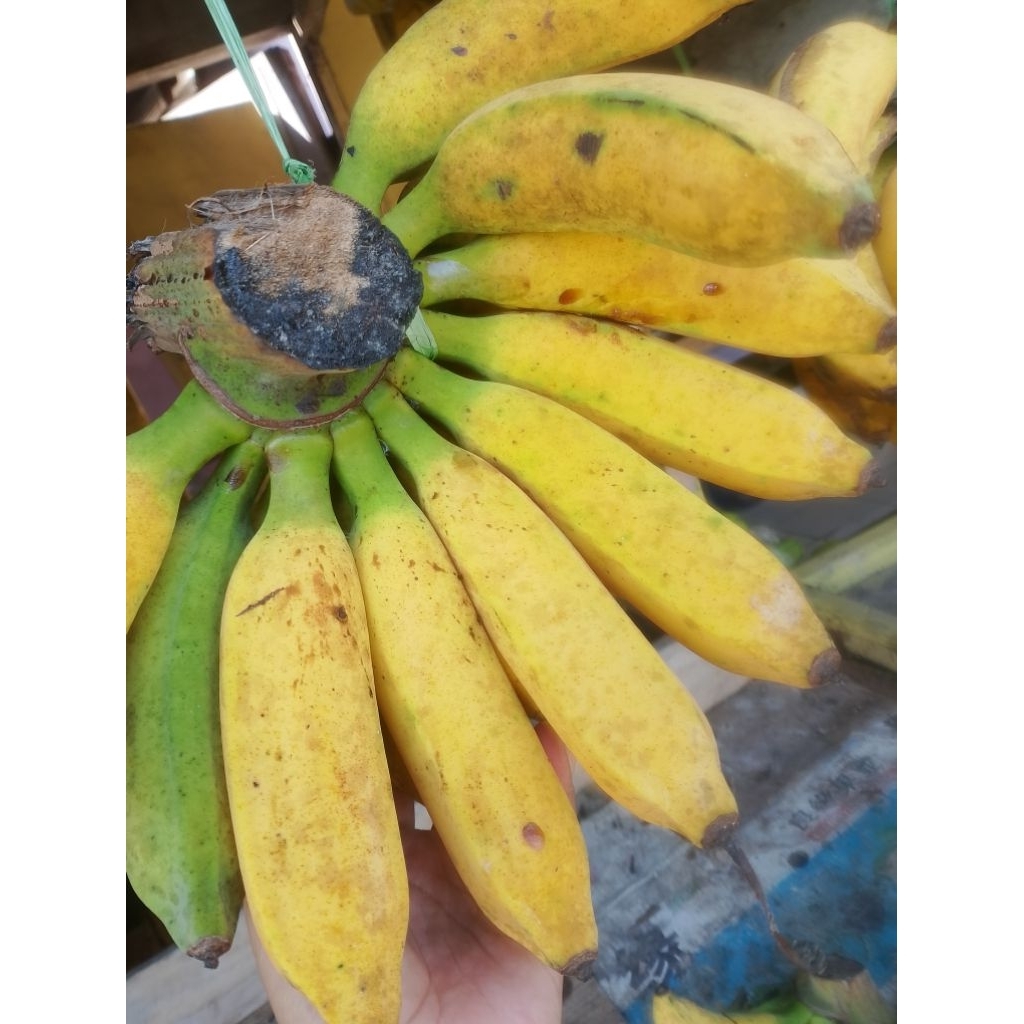 Jual pisang raja bulu | Shopee Indonesia