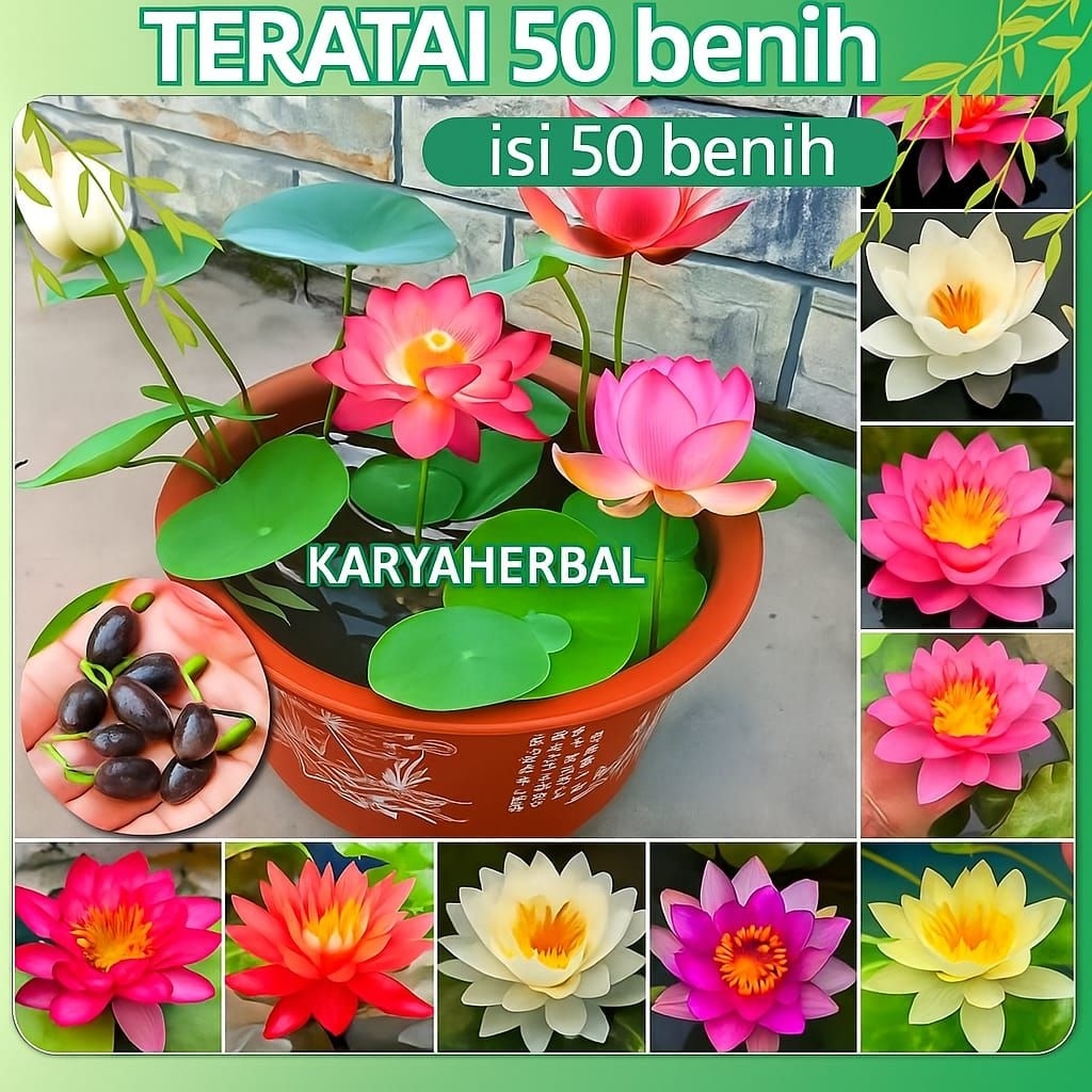Jual Biji Buah Biji Bunga Teratai Lotus 50 Butir Lotus Flower Ditanam ...