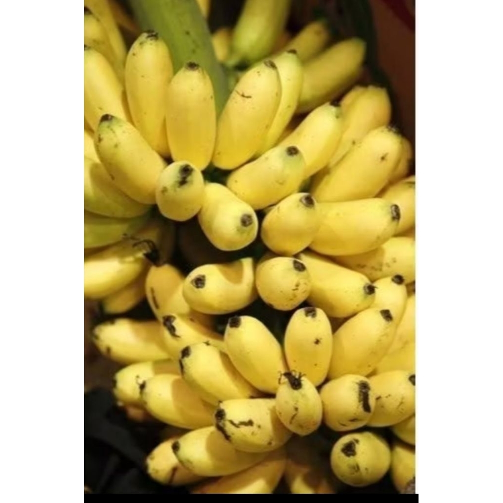 Jual PISANG MAS 1KG SIAP MAKAN PISANG MULI | Shopee Indonesia