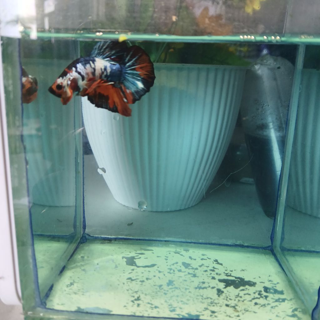Jual (1124) Hiasan Akuarium HMPK Fancy Nemo / Foto Asli ( Cupang ...