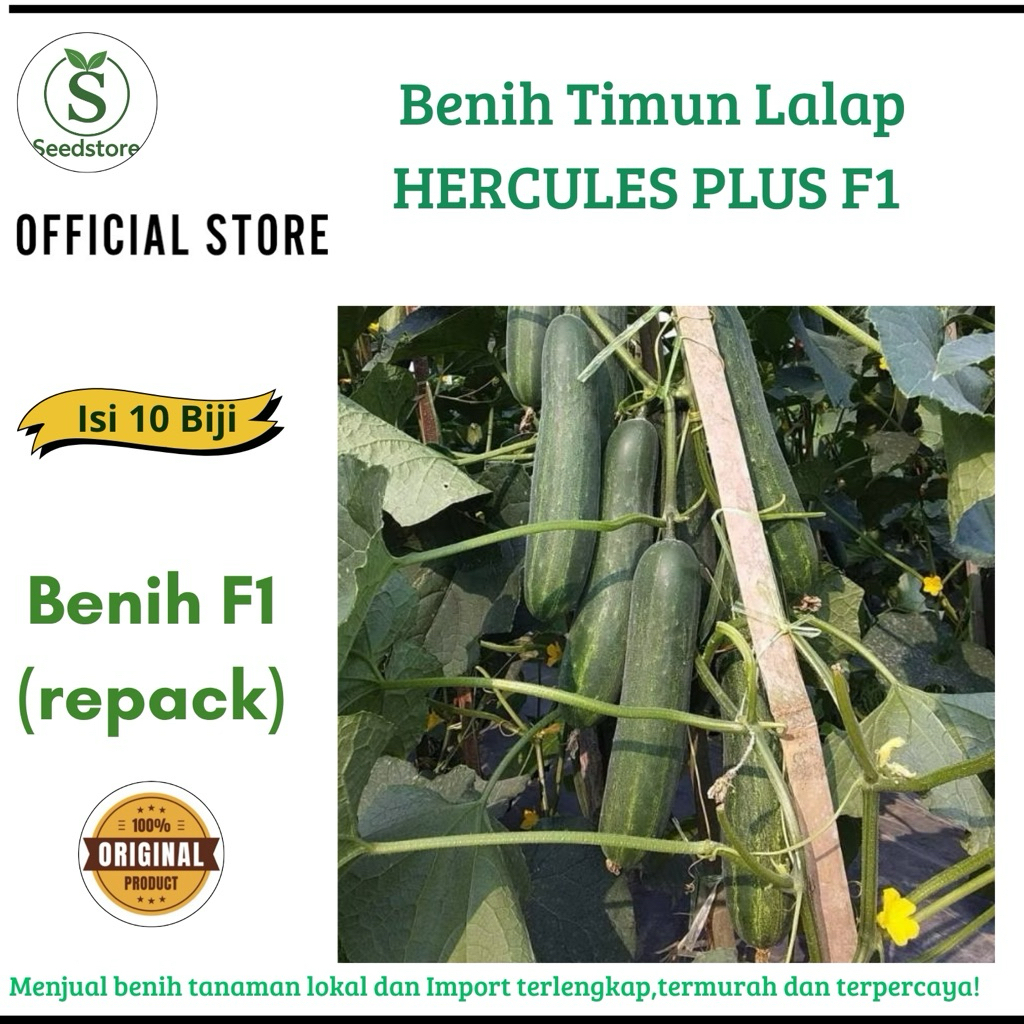 Jual isi 10 Biji - Benih Timun Lalap HERCULES PLUS F1 - daging tebal ...