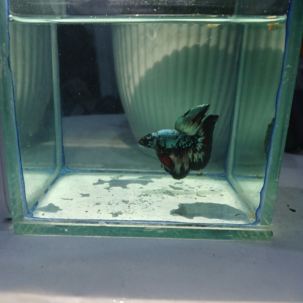 Jual (1143) Hiasan Akuarium HM Avatar Cooper / Foto Asli ( Cupang ...