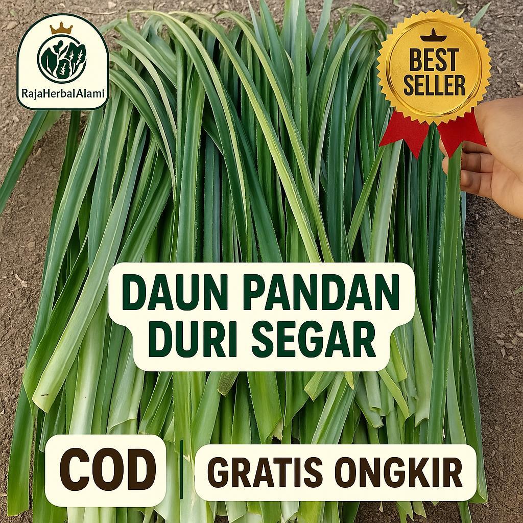 Jual Daun Pandan Duri Segar PER 1 Lembar Siap Olah | COD | Shopee Indonesia
