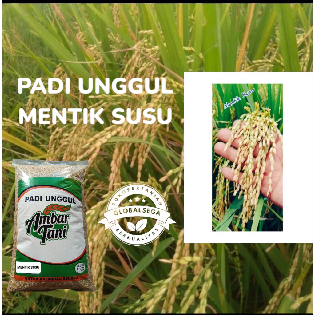 Jual BIBIT PADI BENIH PADI UNGGUL MENTIK SUSU ORIGINAL PRODUK KEMASAN ...