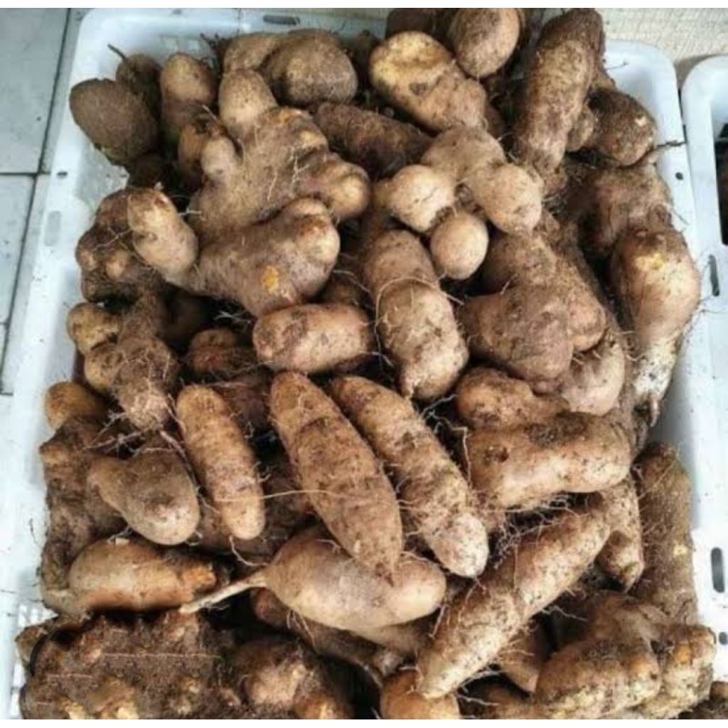 Jual ubi gembili ketan premium, pulen, fresh dari kebun,food, 1kg ...