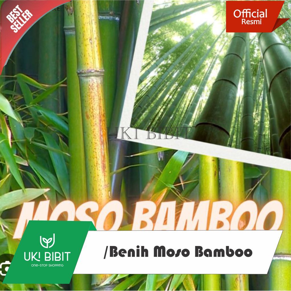 Jual ( 100 Butir ) Benih Biji Moso Bamboo | Bambu Moso | Bambu Kayu ...