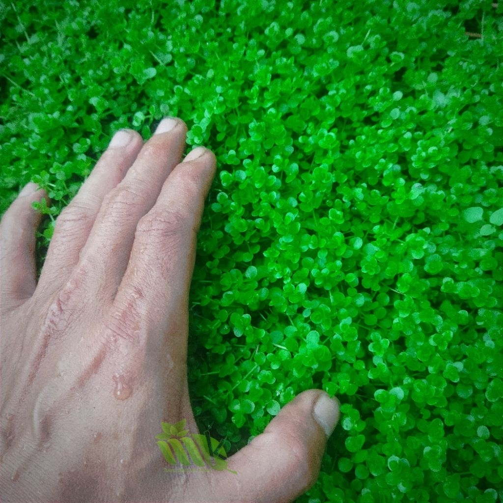 Jual Monte Carlo Micranthemum Tanaman Karpet Palud dan Aquascape ...