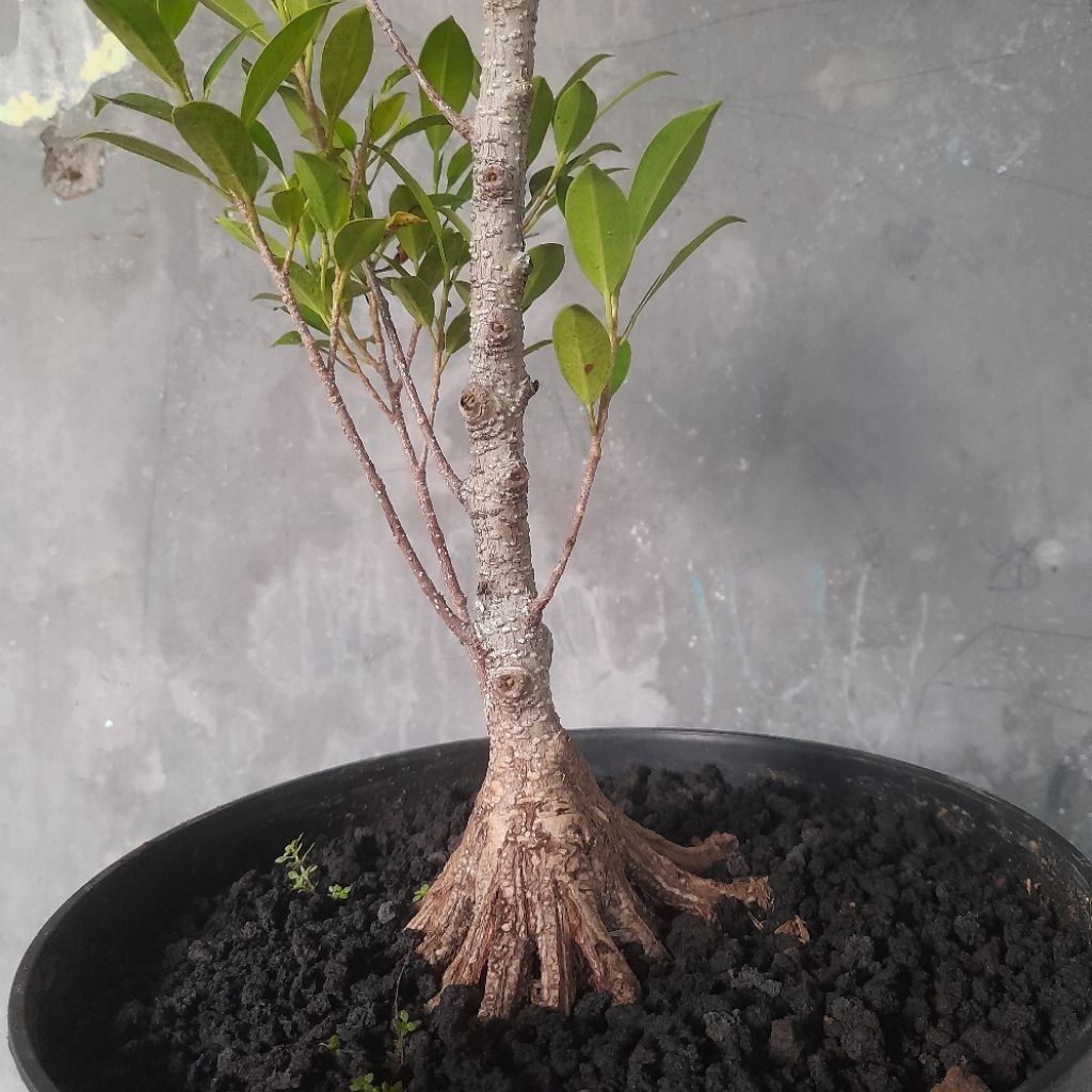 Jual Bahan Bonsai Kimeng / Ficus Microcarpa Program Pecah Batang ( Real ...