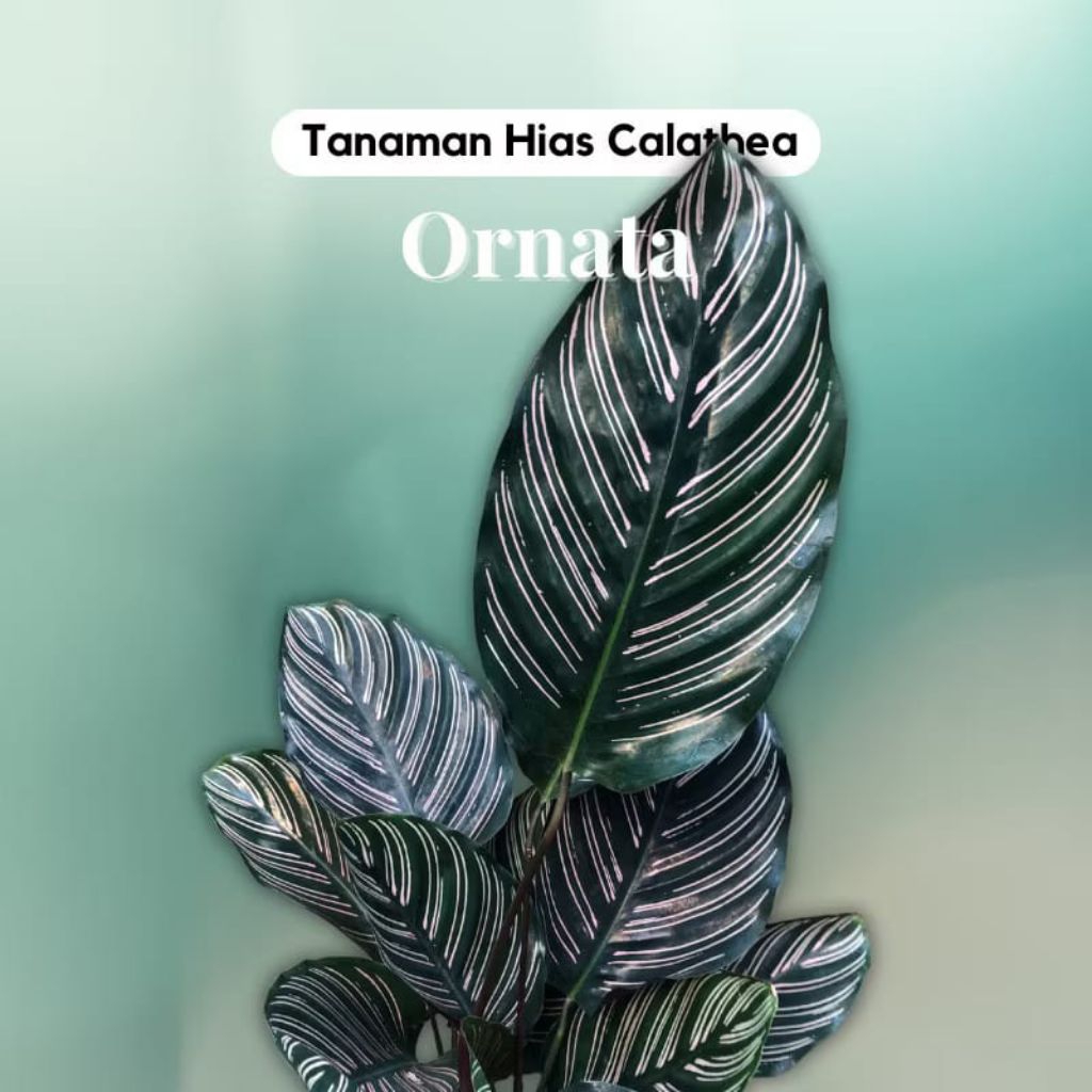 Jual Tanaman Chalatea ornata / Chalatea batik / Tanaman Hias | Shopee ...