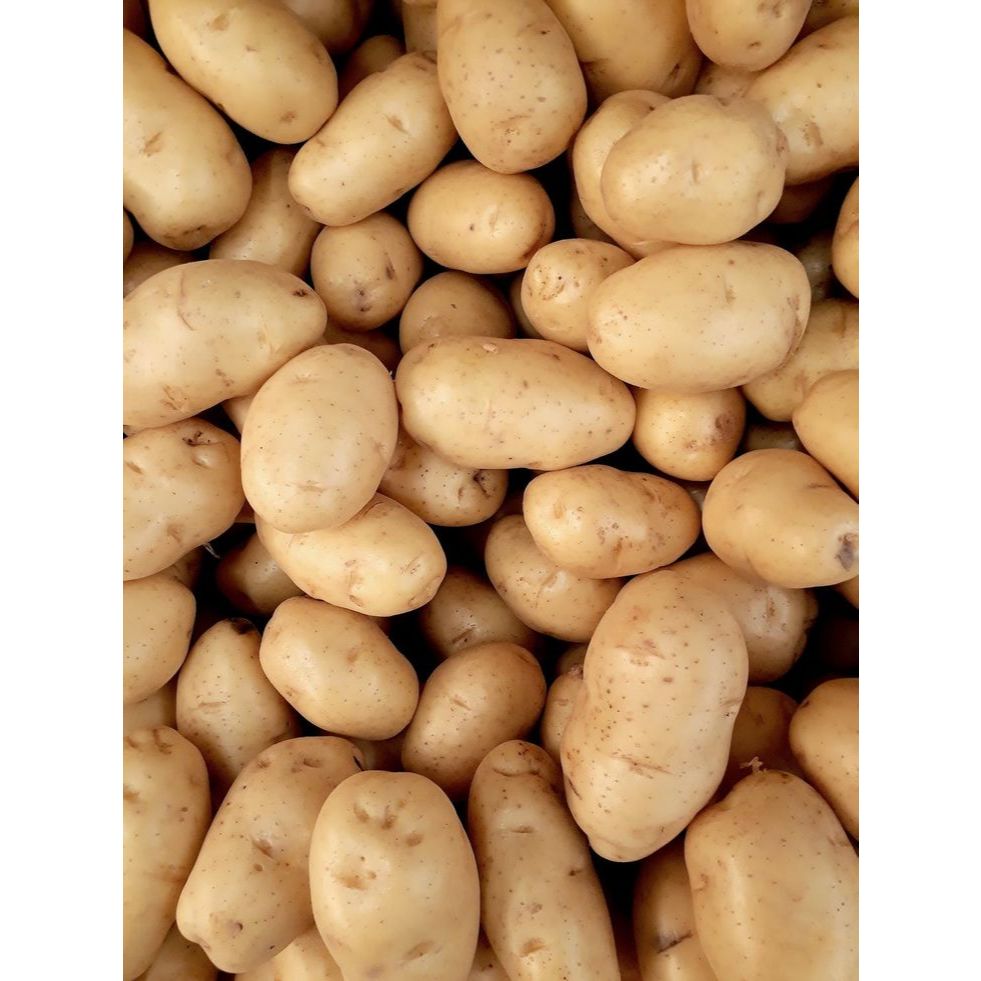 Jual Kentang Dieng Super Segar Terjangkau 1kg | Shopee Indonesia