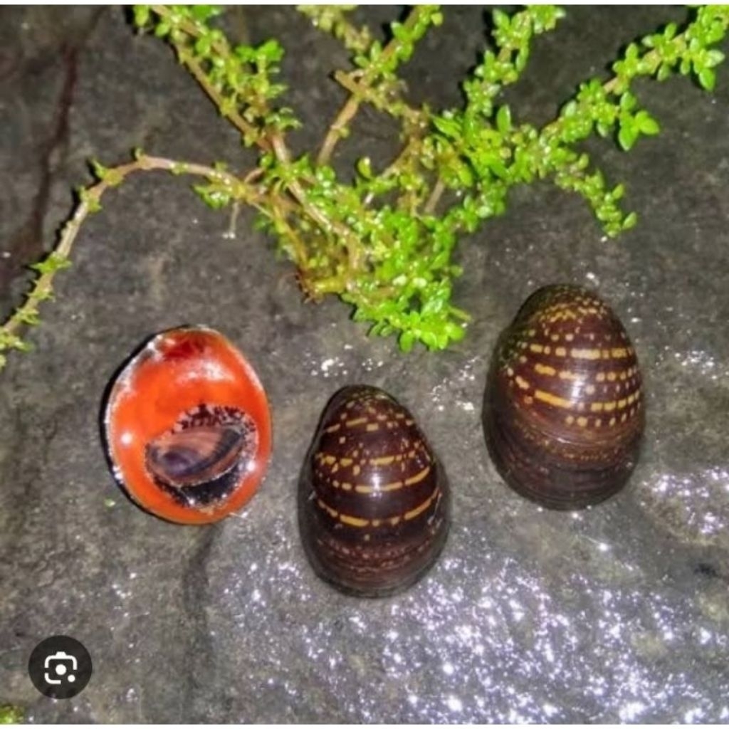 Jual keong hias pembersih algae Neritina Violacea Red Lip Snail | Shopee Indonesia