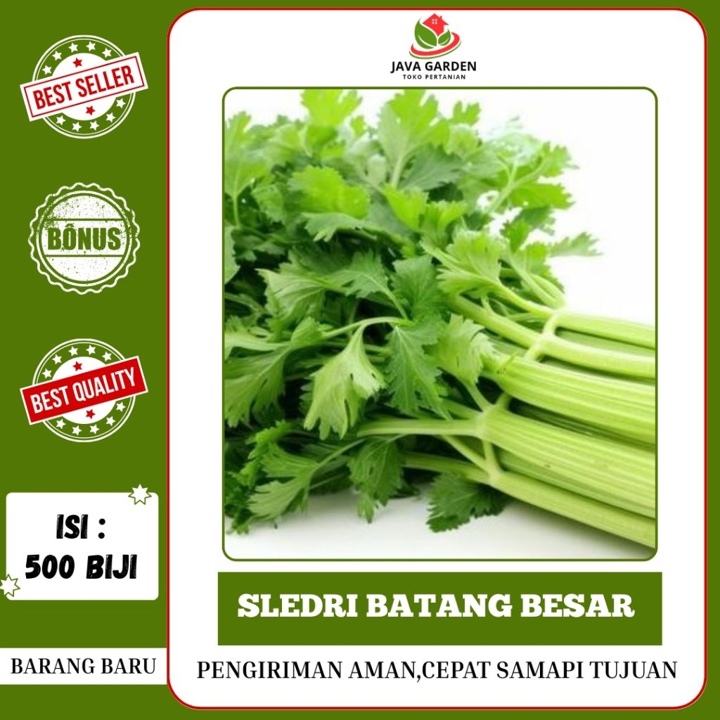 Jual 500 BIJI>COMBO PAKET BIJI BENIH SELEDRI BATANG BESAR MUDAH ...