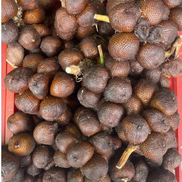 Jual Salak Gula Bali | Salak Gula Pasir Manis Fresh 1 Kg | Shopee Indonesia