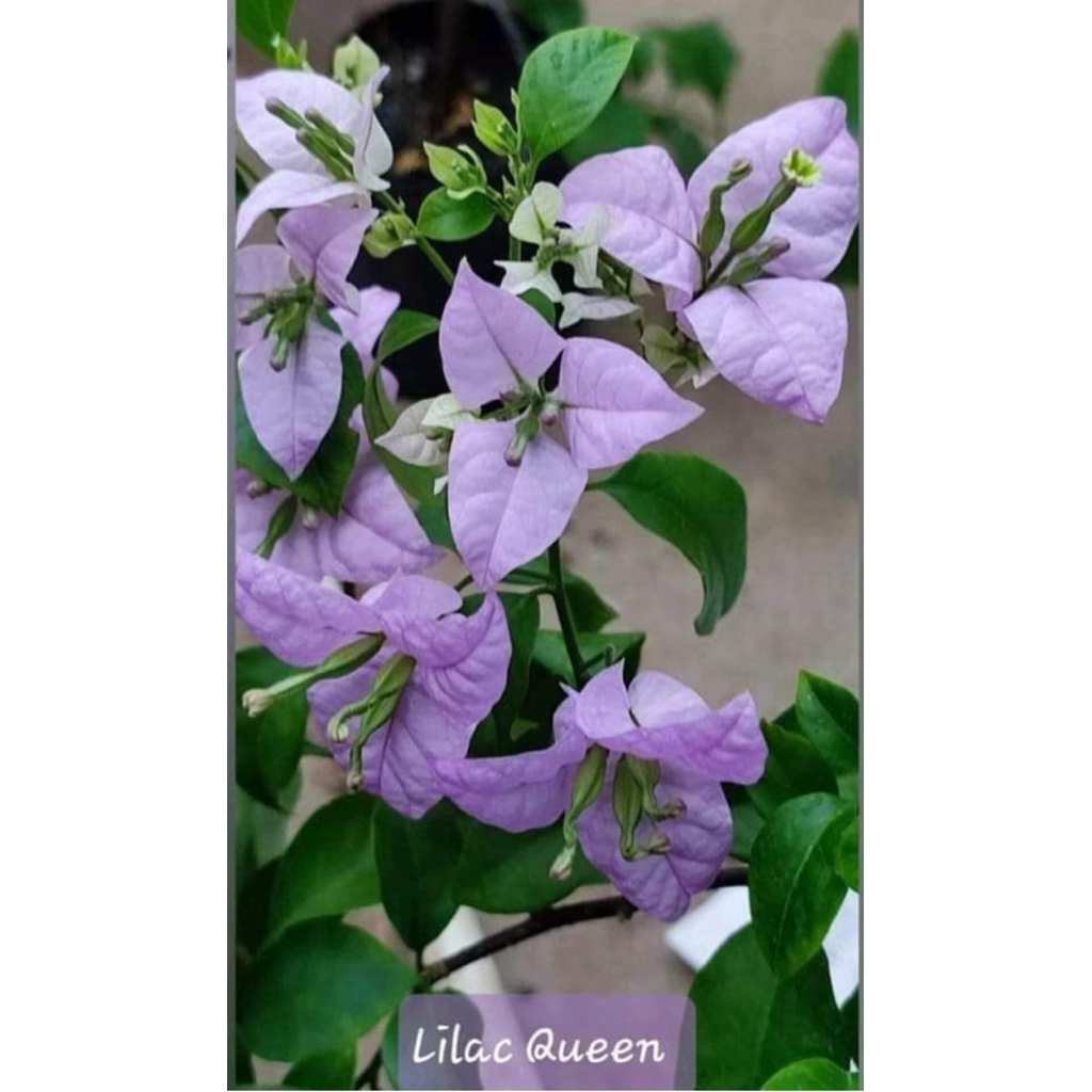 Jual Bugenvil iD Priwingkel Original | Shopee Indonesia