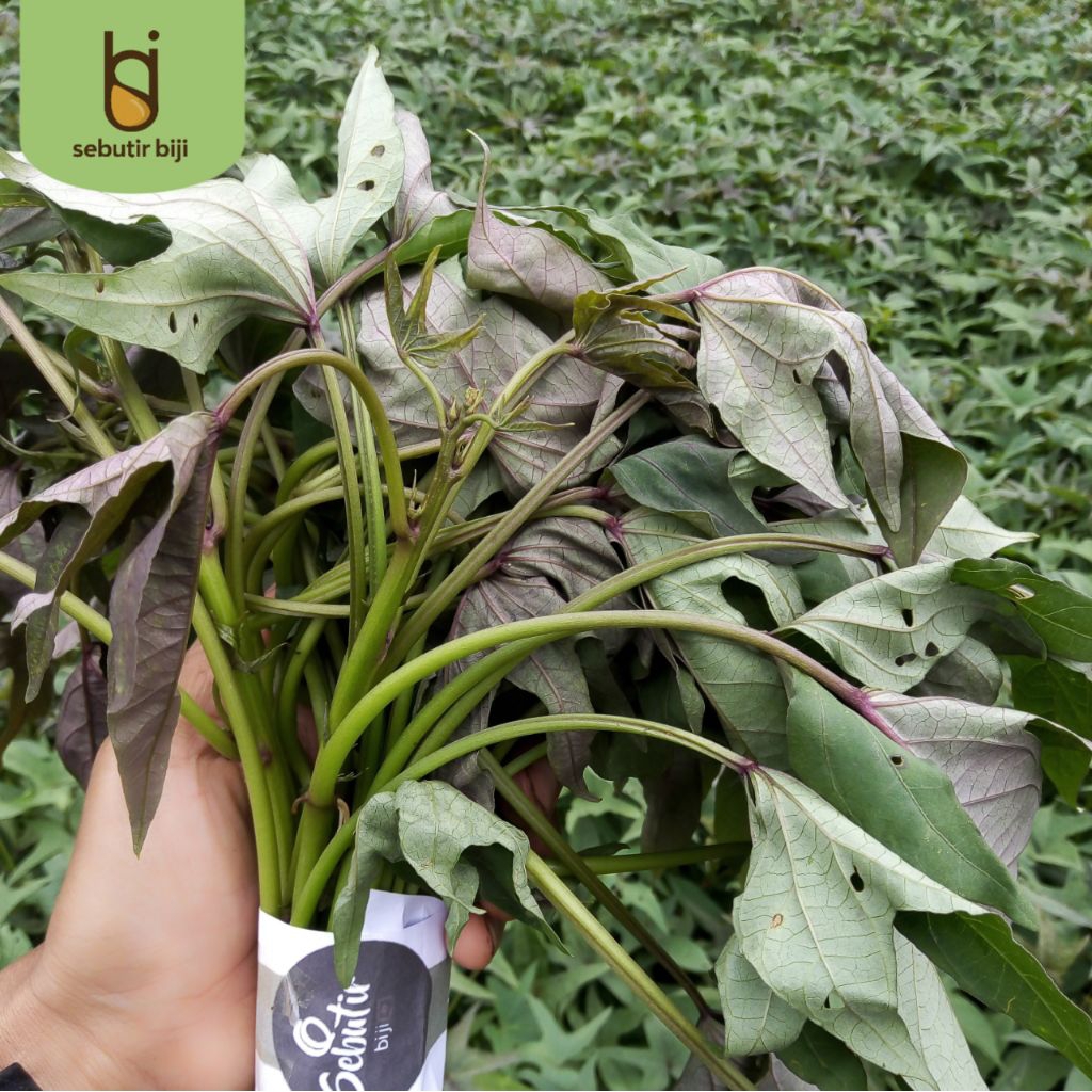 Jual Bibit ubi jalar Stek ubi ungu murasaki sbj1 isi 10 batang | Shopee ...