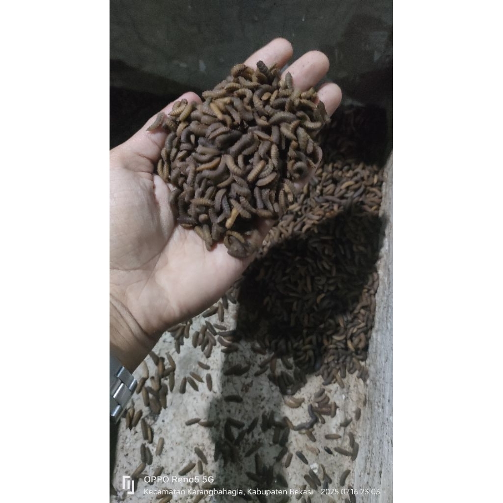 Jual Pupa Maggot BSF Perkilo | Shopee Indonesia