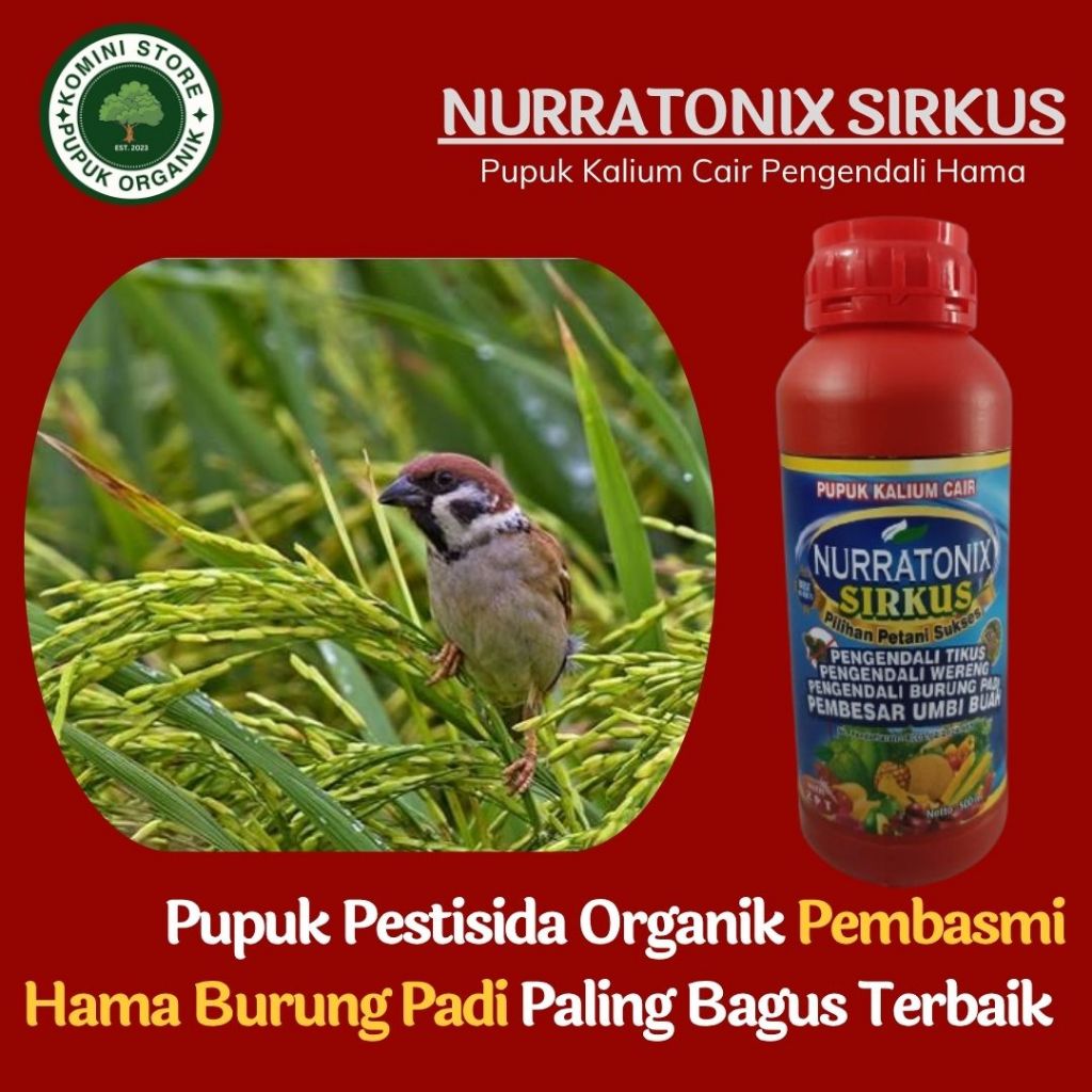 Jual OBAT RACUN PENGENDALI HAMA BURUNG PIIT SAWAH TERAMPUH - NURRATONIX ...