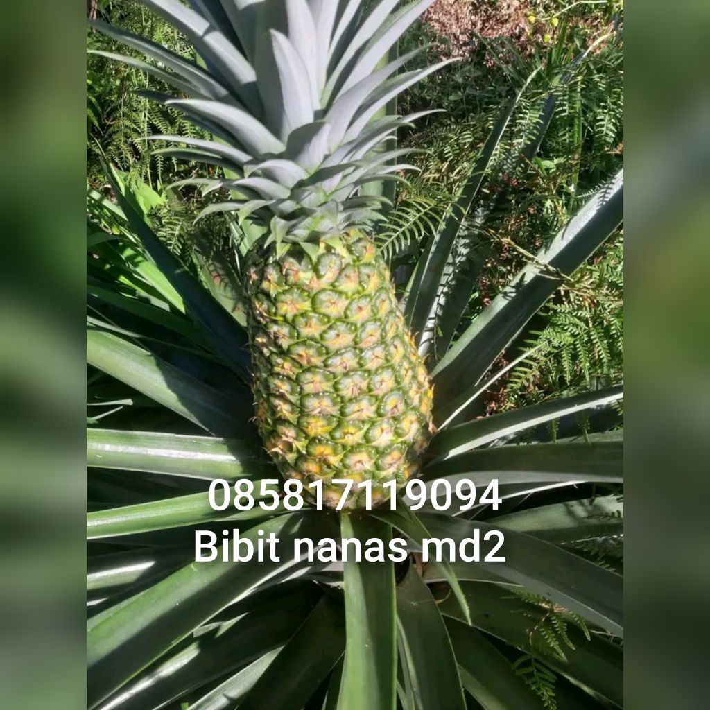 Jual paket 50 bibit nanas MD2 | Shopee Indonesia