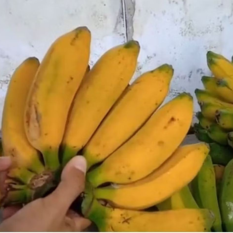 Jual Bibit Pisang Raja Bulu Kuning / Raja Kresek / Raja Sajen / Raja ...