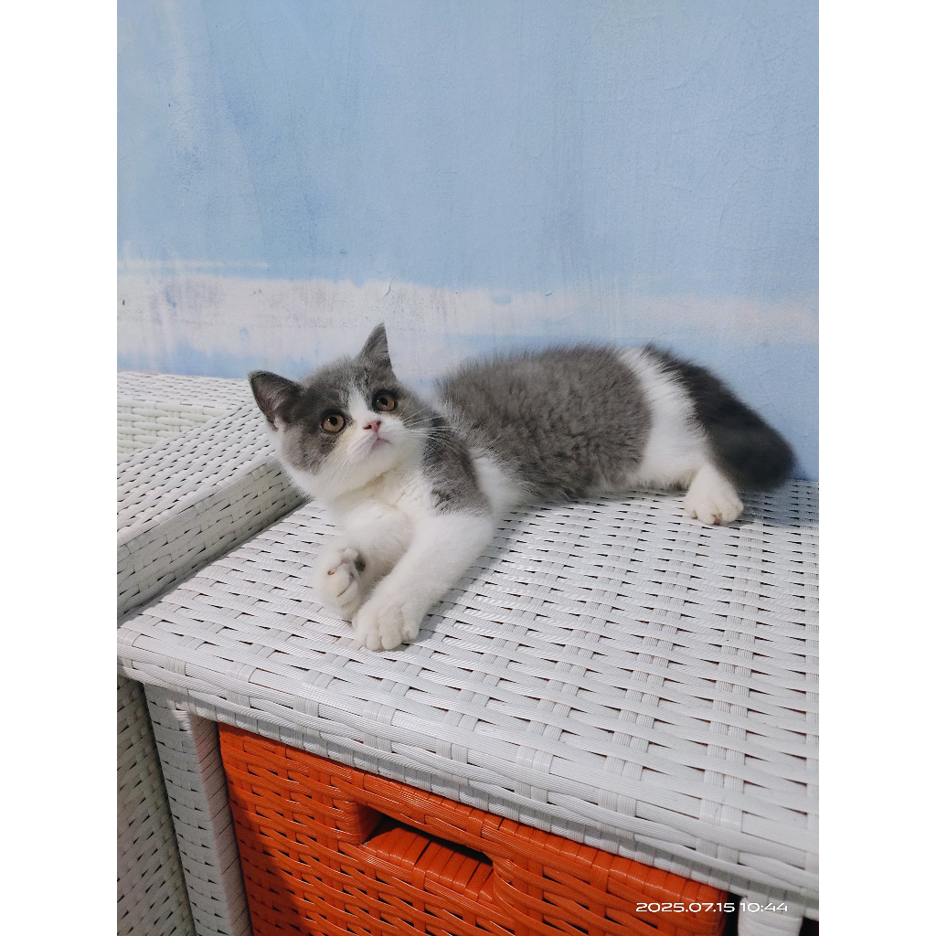 Jual Anak Kucing British Shorthair (BSH) | Shopee Indonesia