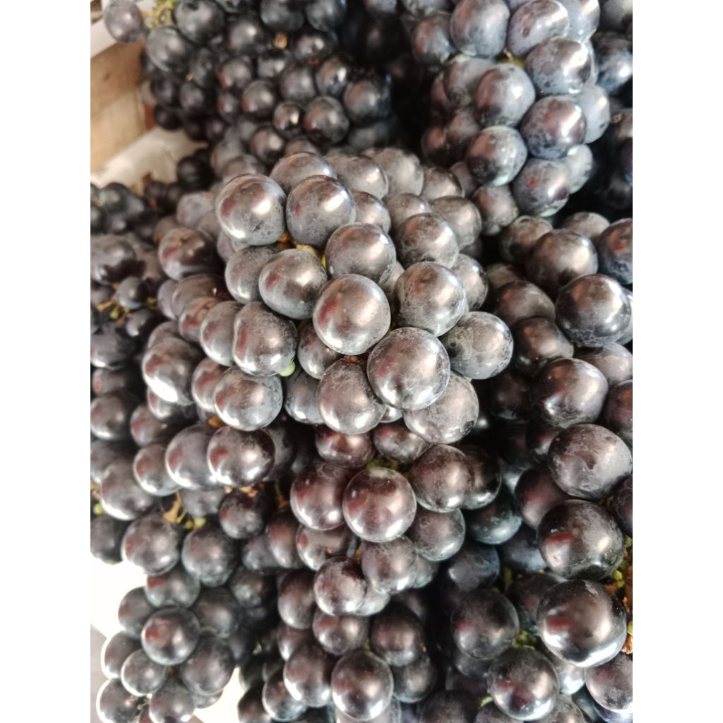 Jual Anggur Hitam Lokal 1 kg | Shopee Indonesia