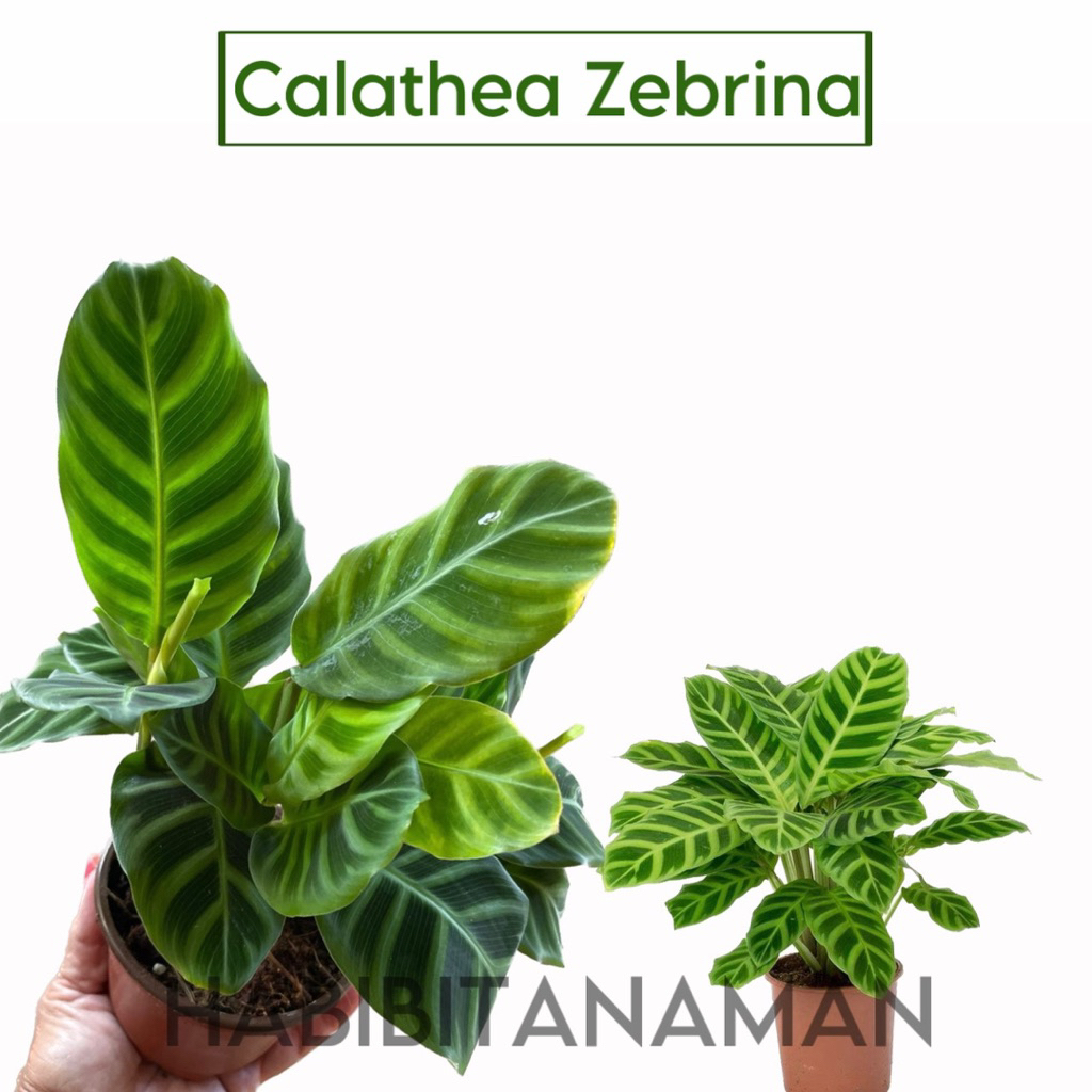 Jual Tanaman hias calathea zebrina - tanaman hidup indoor kalateaa ...