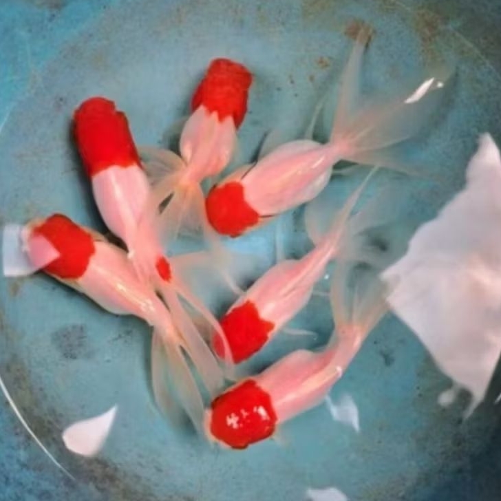 Jual IKAN HIAS KOKI RED CUP SIZE 6-10 CM PER EKOR | Shopee Indonesia