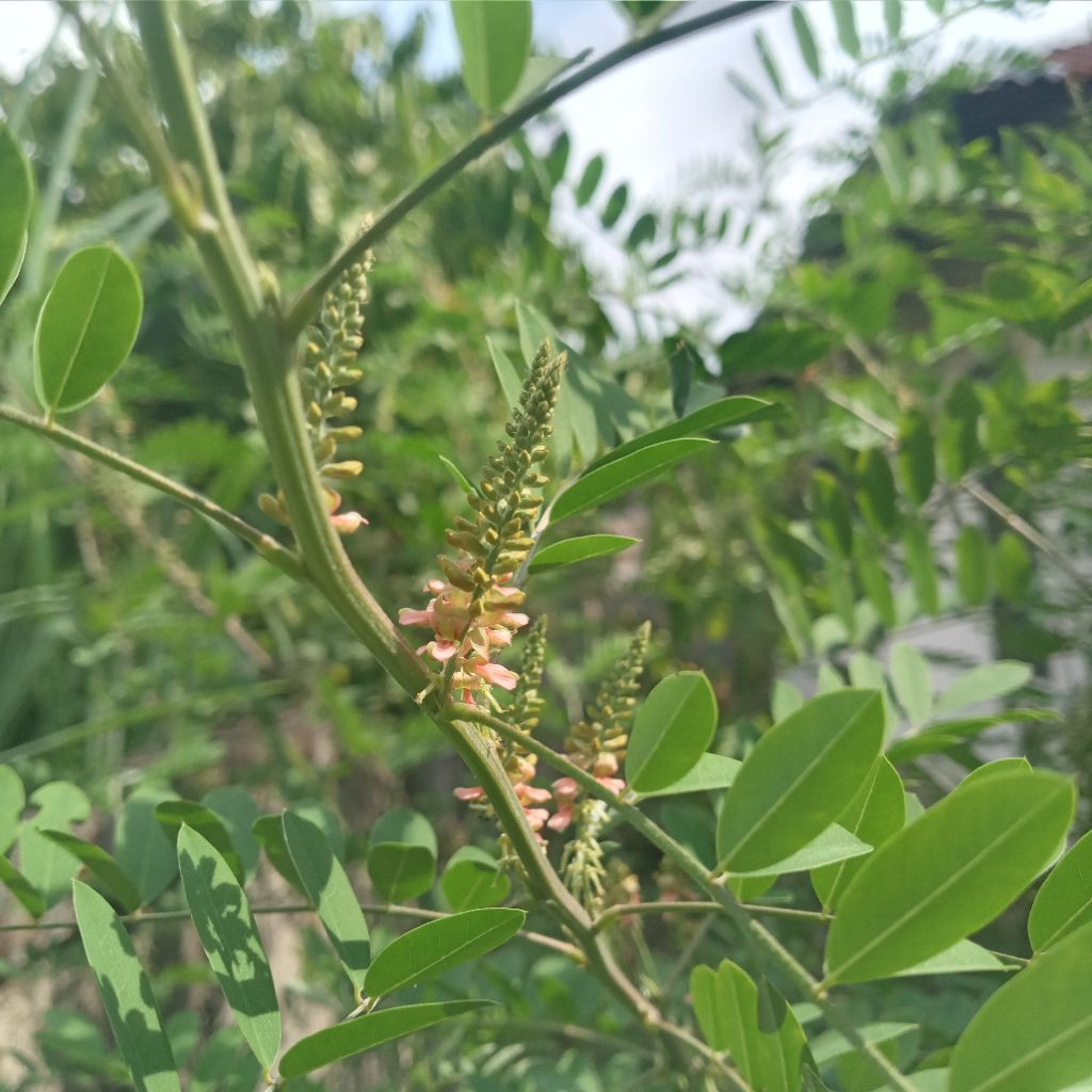 Jual Bibit (biji) Indigofera tinctoria dan sufruticosa (tarum/tom ...