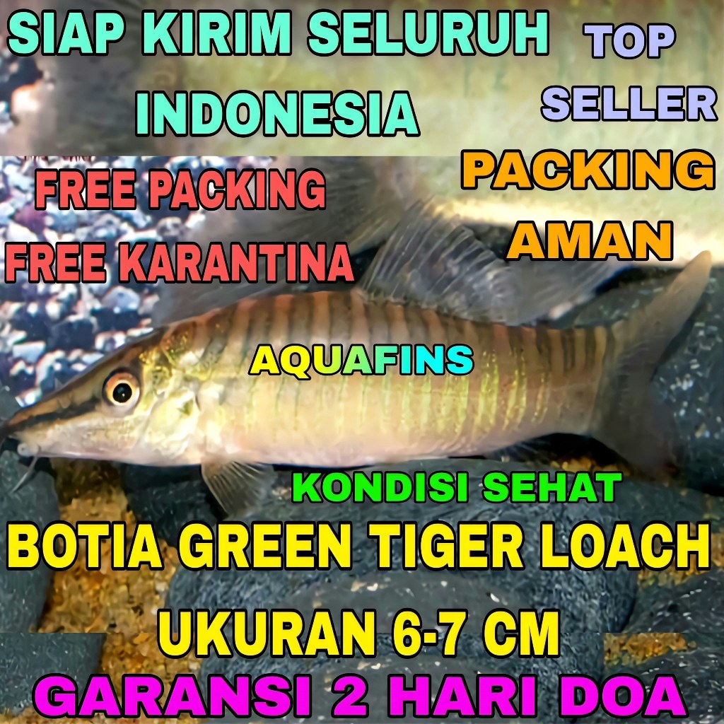 Jual HIASAN BOTIA GREEN TIGER LOACH SYNCROSSUS HYMENOPHYSA UKURAN 6-7 ...