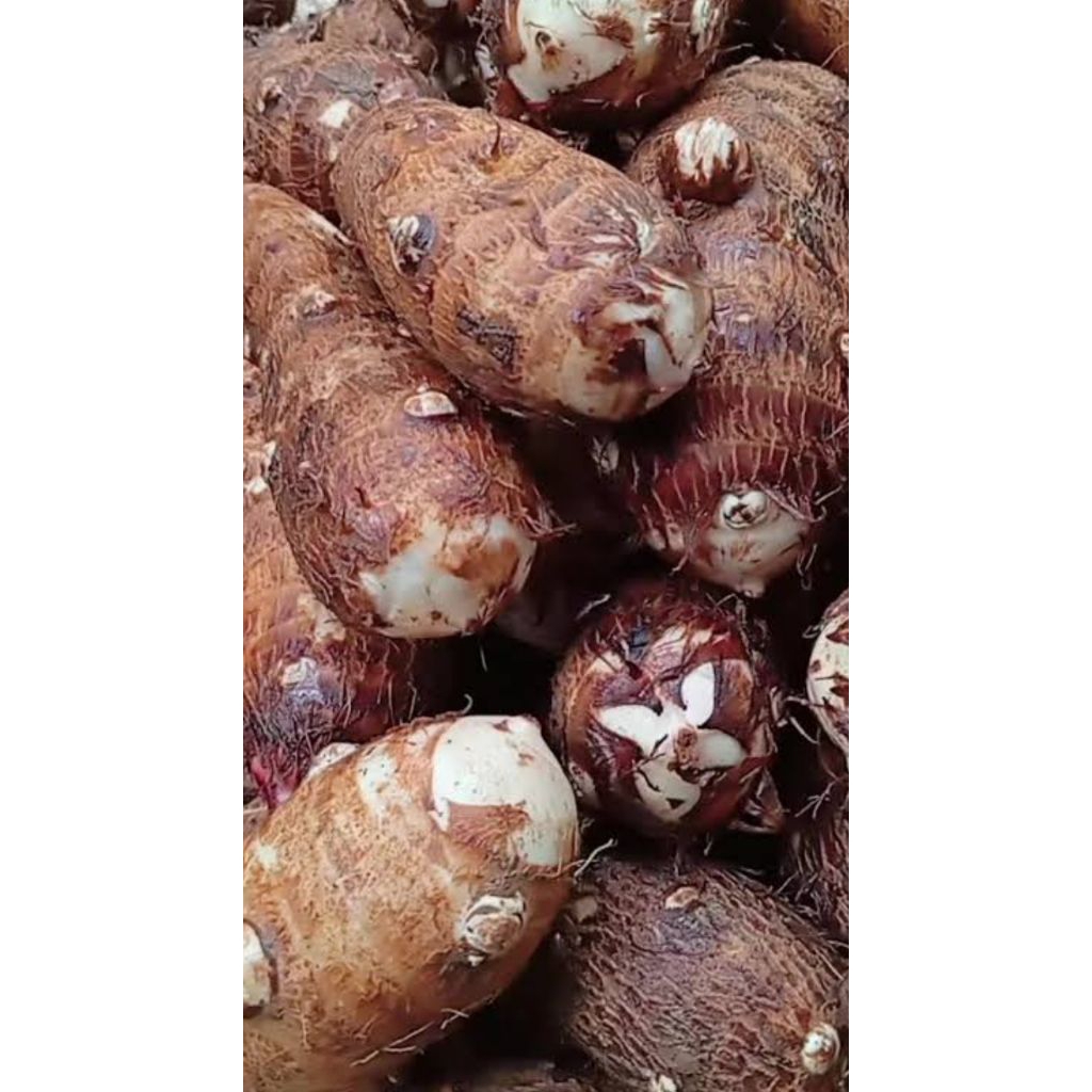 Jual UMBI TALAS/TALAS KIMPUL PULEN SEGAR 1 KG. | Shopee Indonesia