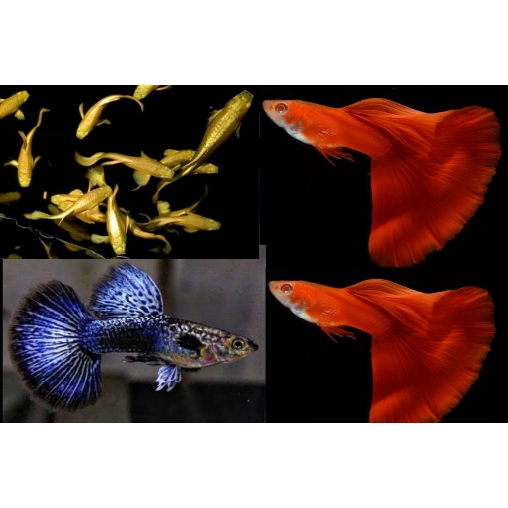 Jual Tiga Pair Guppy Full Gold, AFR, Blue Dragon Super Duper | Shopee ...