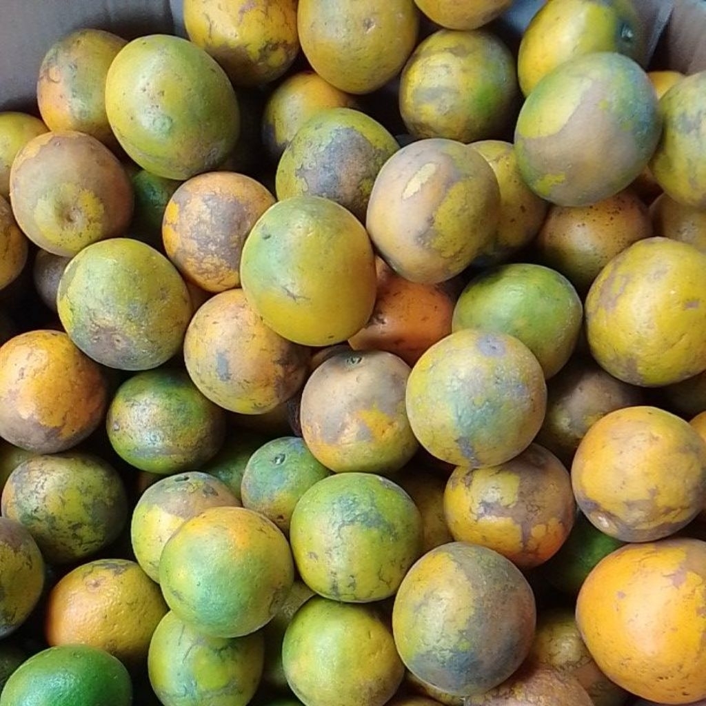 Jual Jeruk Baby Java Malang Kuning 3Kg (size Campur) | Shopee Indonesia