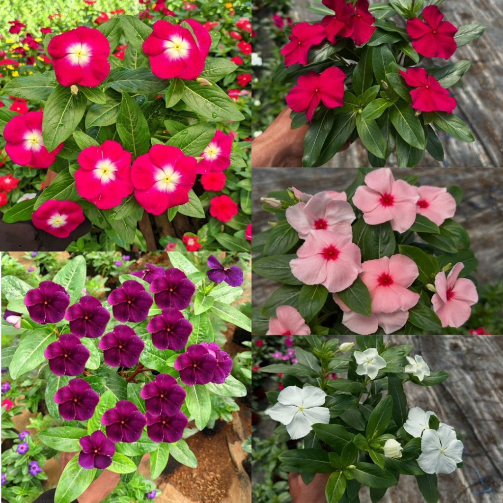 Jual Tanaman Hias Bunga Hidup Tahan Panas Vinca Tegak Kualitas F1 Tapak ...