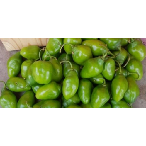 Jual CABE GENDOT/BENDOT | Shopee Indonesia