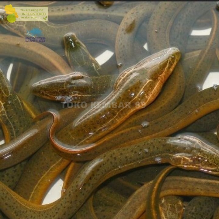 Jual Ikan Belut 1Kg Ikan Belut Hidup Ikan Belut Segar Ikan Belut Sawah ...