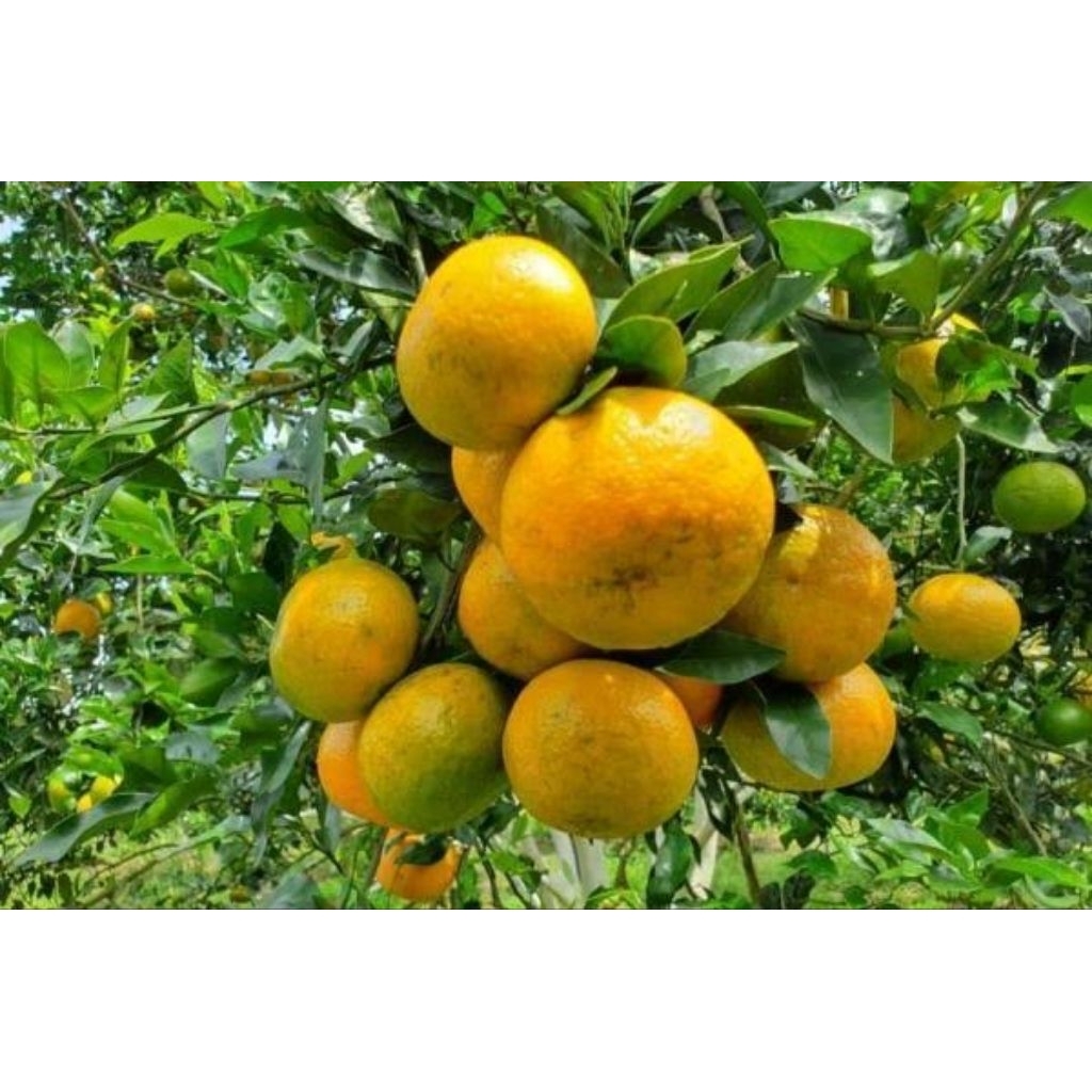 Jual Jeruk Keprok RGL Rimau Gerga Lebong fresh baru petik 1KG (Baca ...