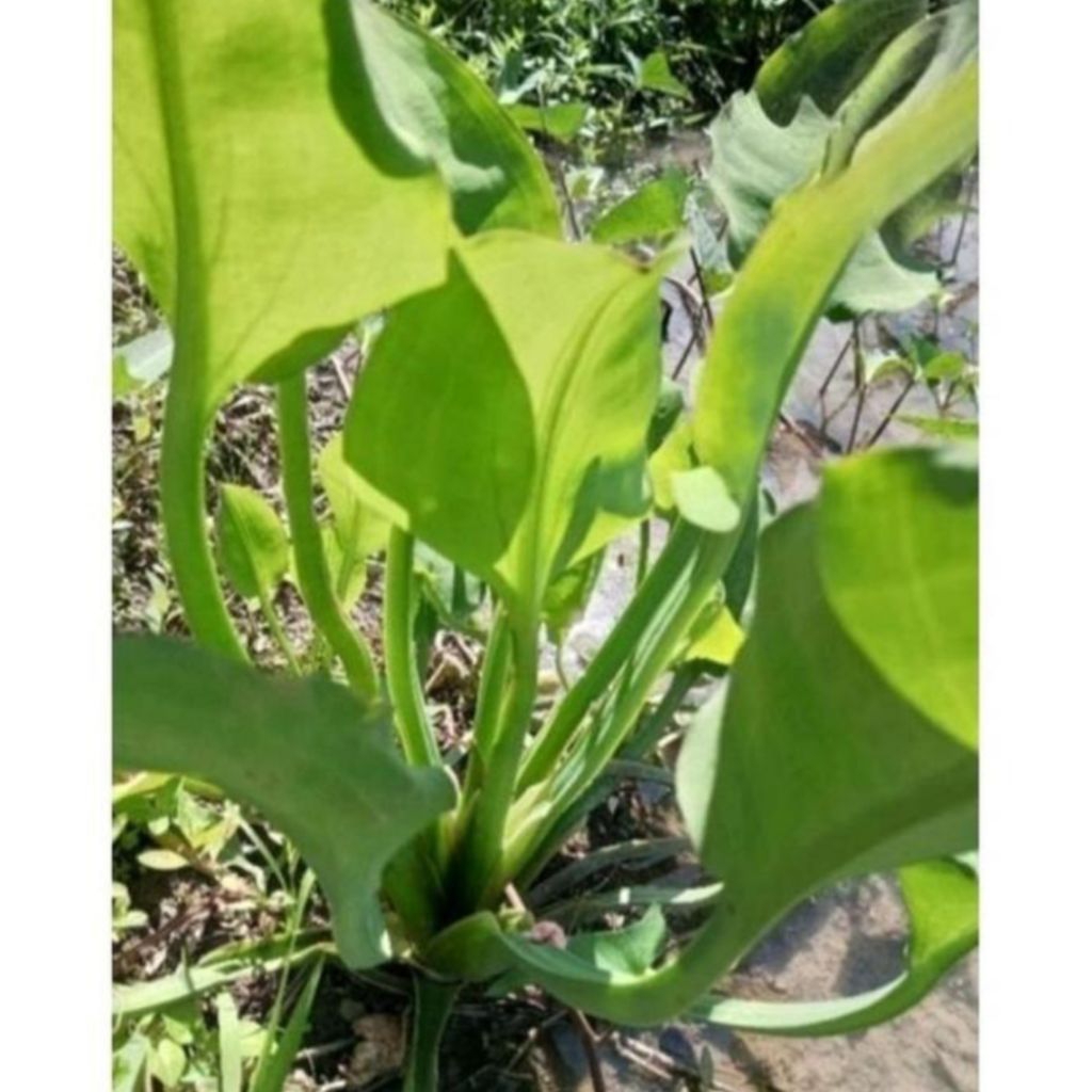 Jual bibit tanaman genjer sayur/gendot per 15 pohon | Shopee Indonesia