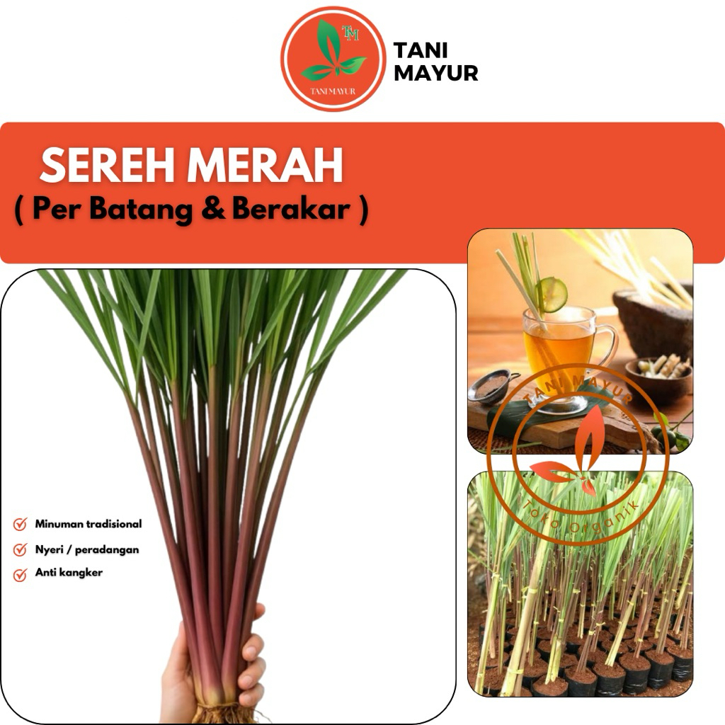 Jual SEREH WANGI | SEREH MERAH | SERAI HIDUP BERAKAR | Shopee Indonesia
