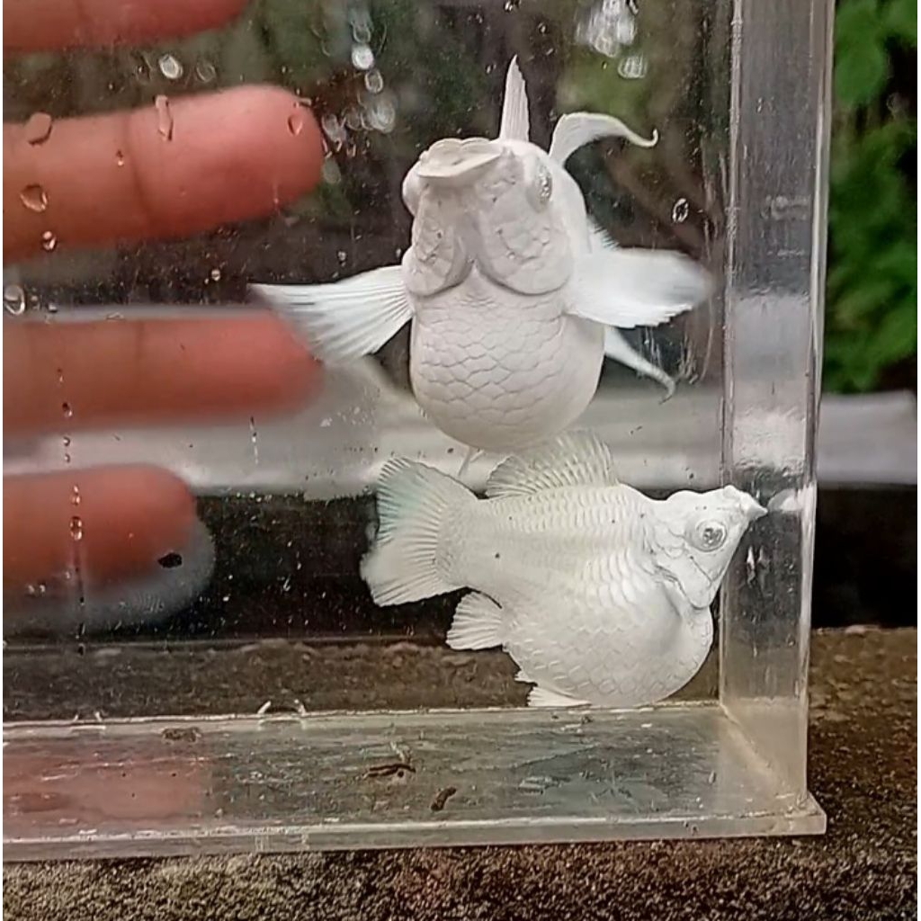 Jual Molly Platinum Mata Biru/ Mata Kristal Roundtail | Shopee Indonesia