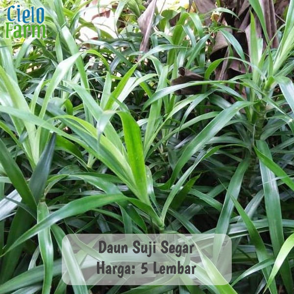 Jual Daun Suji Segar 5 Lembar Pewarna Makanan Alami Cielo Farm | Shopee ...