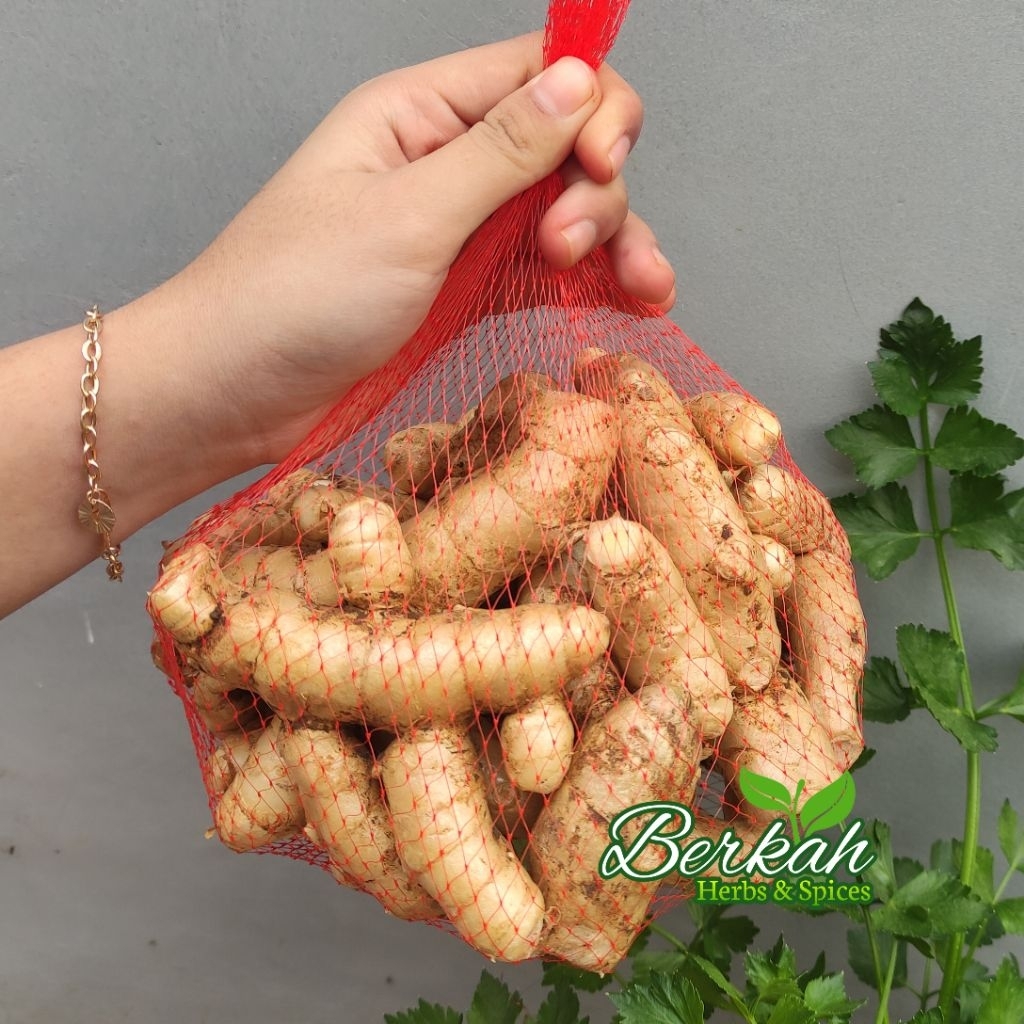 Jual Temu Putih Segar 1kg Temu Putih asli Temu Putih Fresh Herbal ...