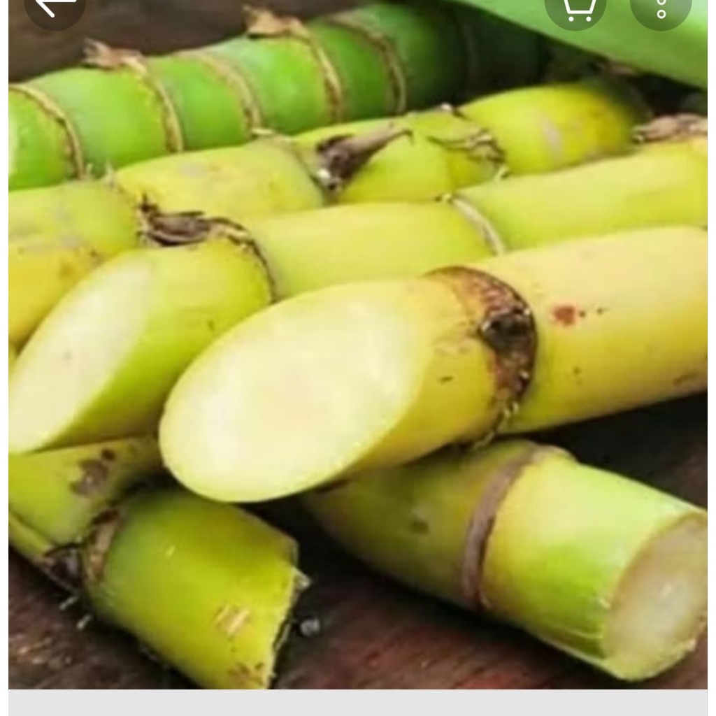 Jual Tebu Arjuna biasanya syarat buat rumah dll | Shopee Indonesia