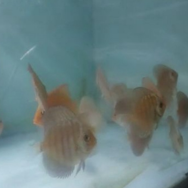 Jual Ikan Discus Mozaik 5cm / 2 inch | Shopee Indonesia