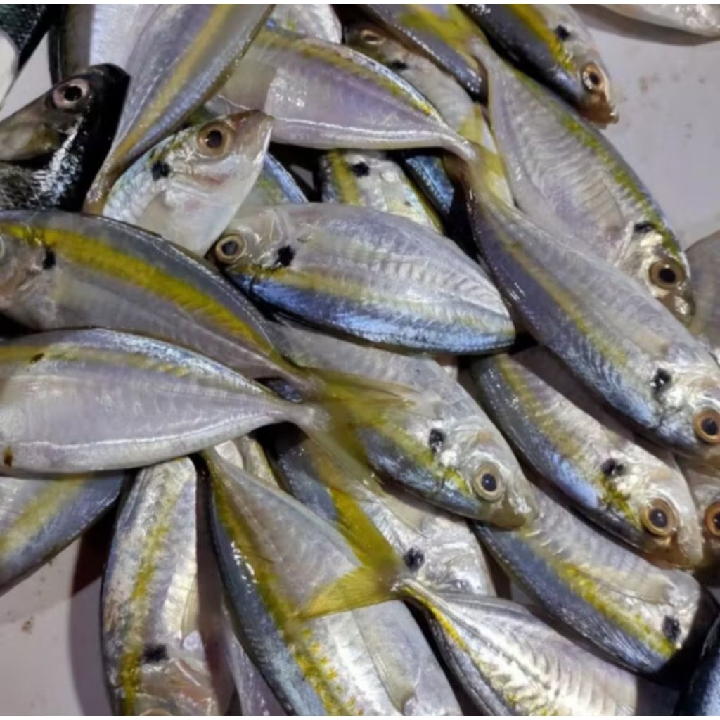 Jual IKAN SELAR SEGAR / IKAN SELAR MARINASI 1KG | Shopee Indonesia