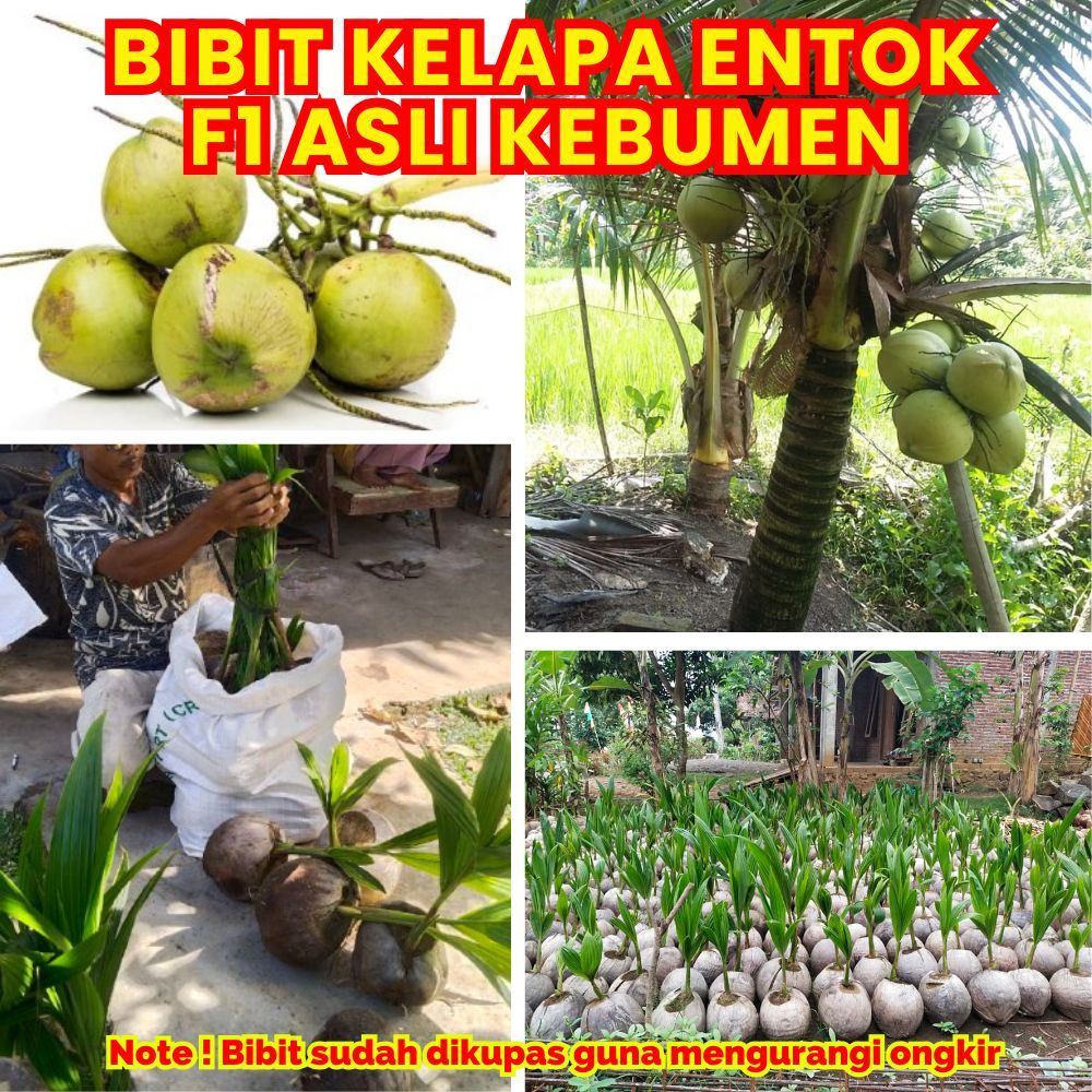 Jual LANGSUNG DARI INDUKAN !! Bibit Buah Kelapa Genjah Entok ...