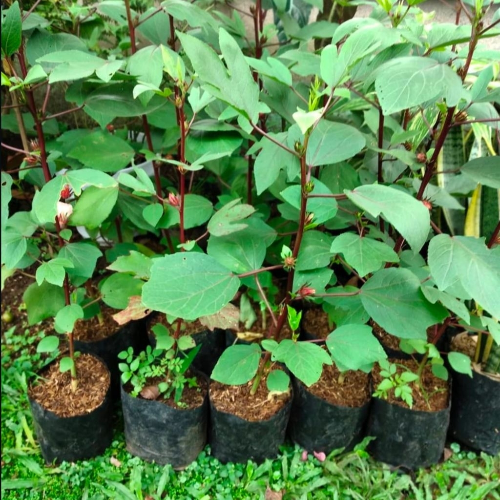 Jual PENGIRIMAN HANYA PULAU JAWA | BIBIT ROSELLA MERAH SIAP TANAM ...