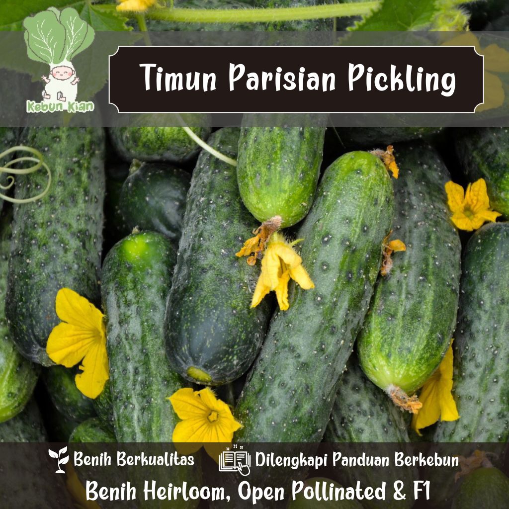 Jual 10 Biji - Benih Timun Parisian Pickling.Timun Acar. | Shopee Indonesia